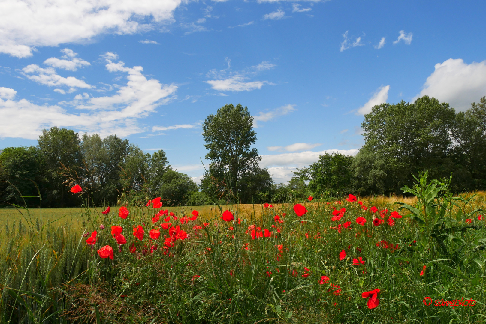 ein Tag im Juni Foto & Bild | natur, mohn, landschaft Bilder auf ...