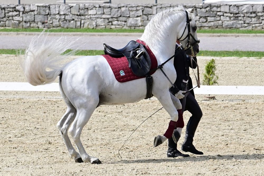 Ein Tag in Lipica Foto & Bild | world, natur, slowenien Bilder auf ...