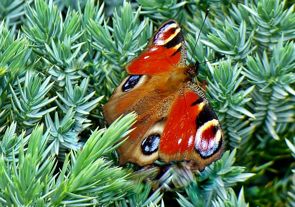 Ein Tagpfauenauge . . . Foto & Bild | tiere, wildlife, natur Bilder auf ... Ein Tagpfauenauge . . . Foto & Bild | tiere, wildlife, natur Bilder auf ...