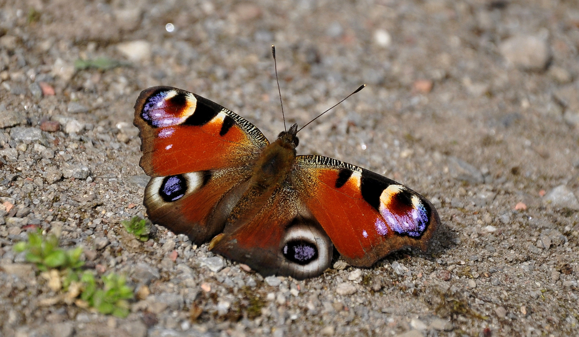 Ein Tagpfauenauge..........--- Foto & Bild | tiere, wildlife ... Ein Tagpfauenauge..........--- Foto & Bild | tiere, wildlife ...