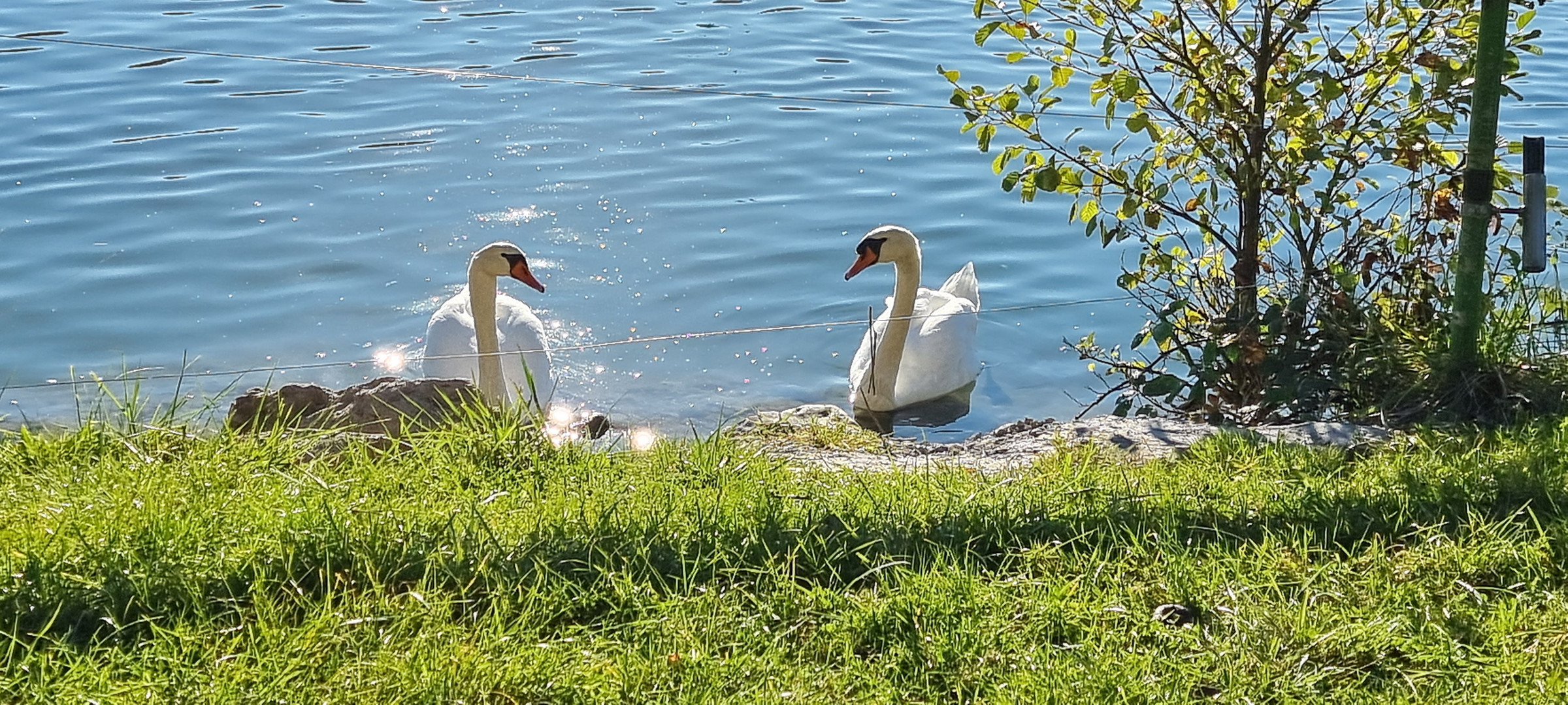 Ein Team Foto & Bild | tiere, tierfreundschaften, natur Bilder auf ...