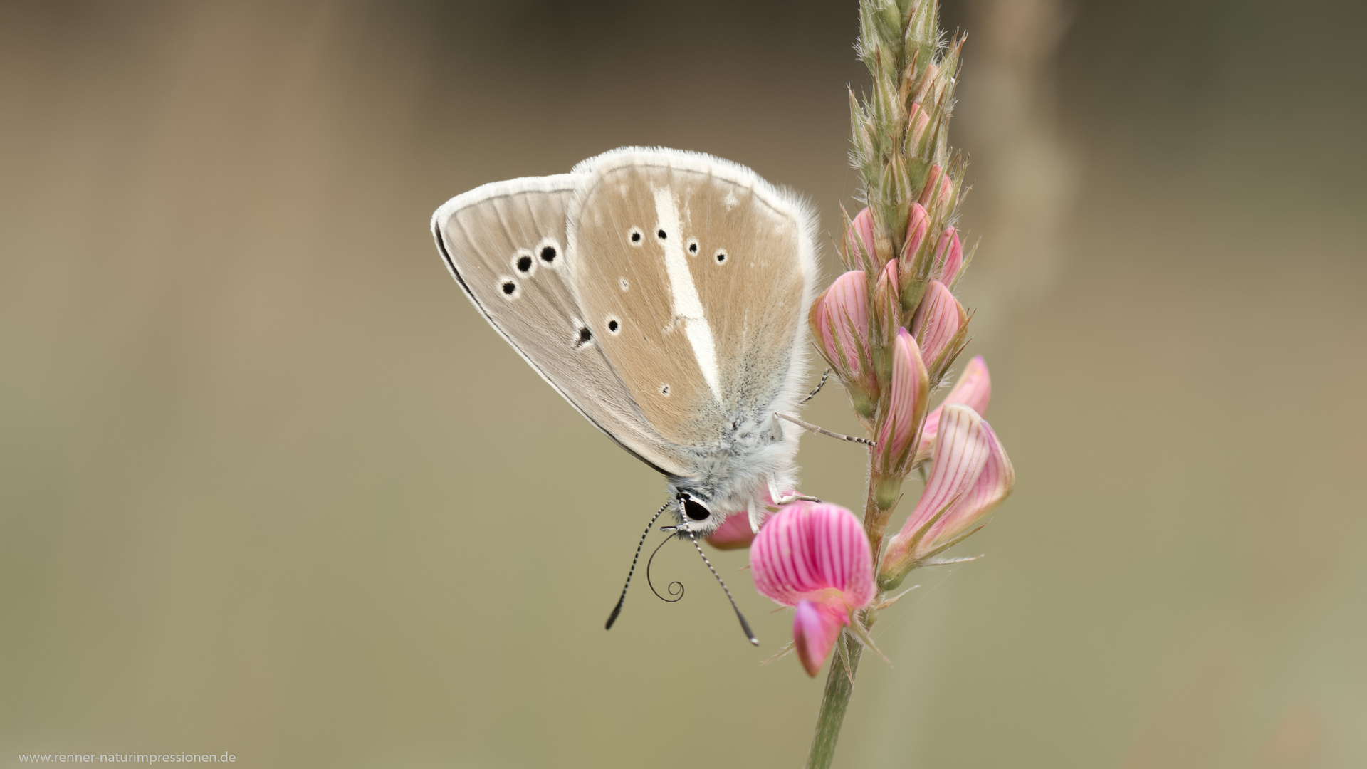 Ein Thüringer.... Foto & Bild | tiere, wildlife, schmetterlinge Bilder ...