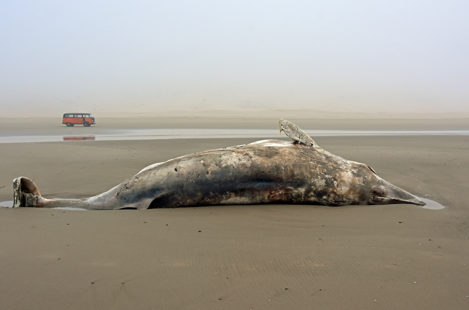 Ein toter Wal am Strand von Plage Blanche bei Ebbe Foto & Bild | world ...