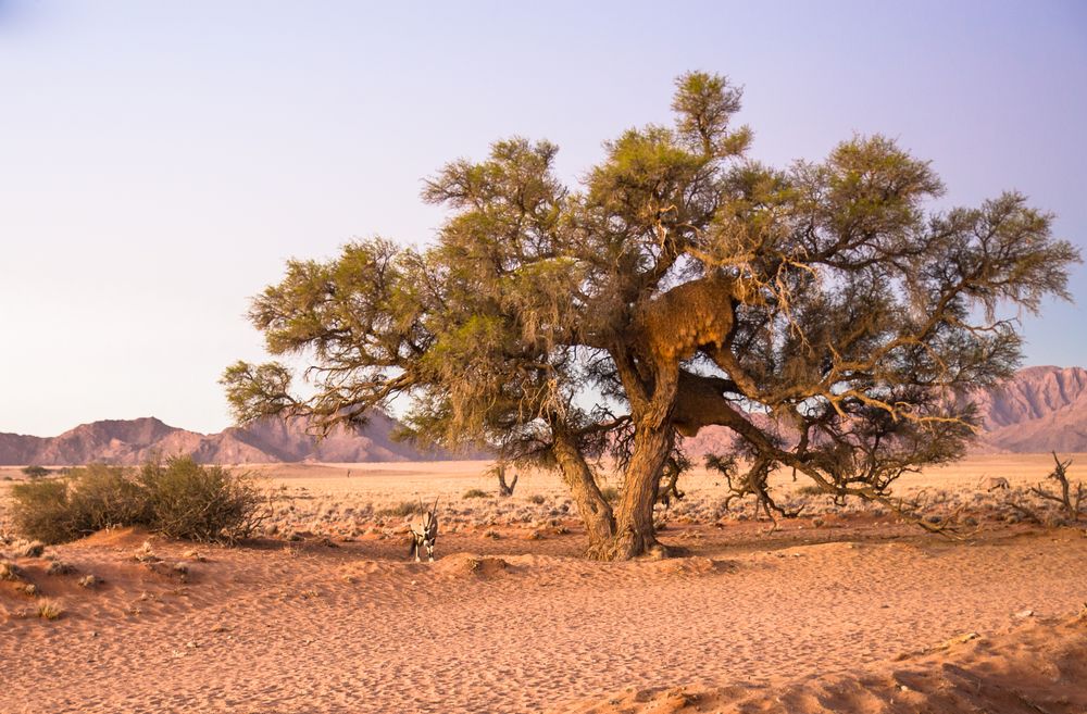 Ein Traum von einem Baum... Foto & Bild | africa, southern africa ...