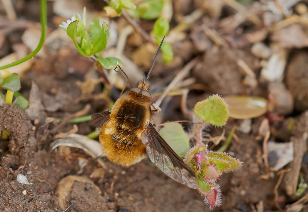 Ein trauriger Fund Foto & Bild | natur, fliegen, insekten Bilder auf ... Ein trauriger Fund Foto & Bild | natur, fliegen, insekten Bilder auf ...