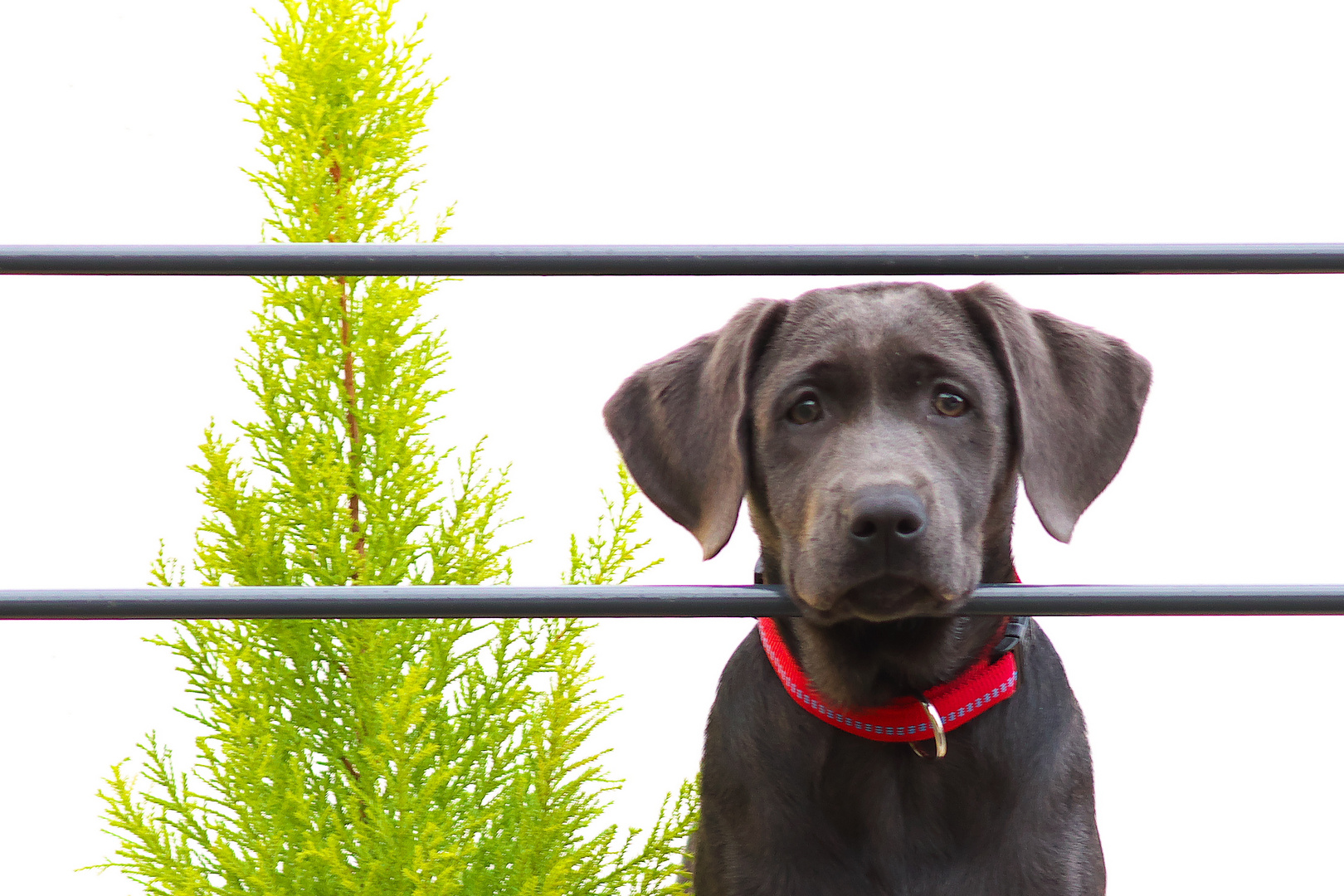 Ein treuer Blick durchs Balkongeländer. Foto & Bild | hunde, hund ...