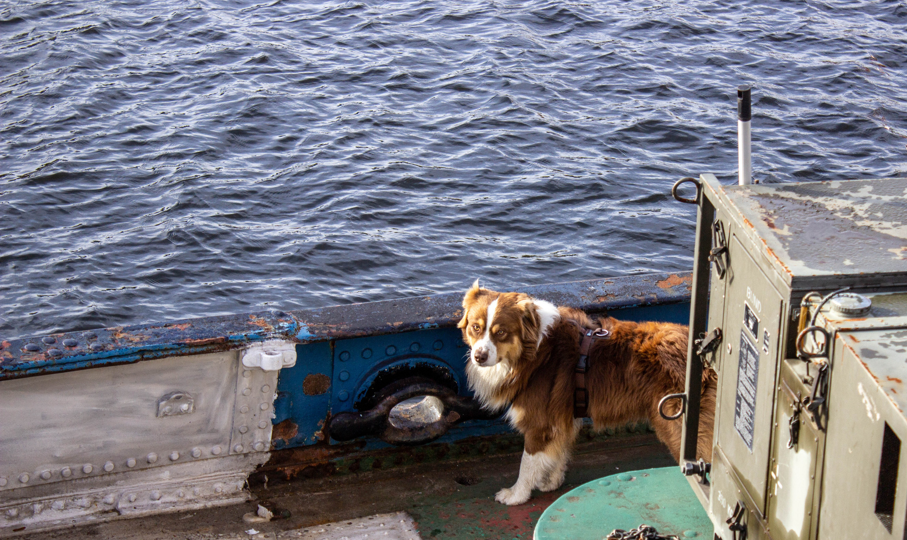 Ein treuer Bordhund ... Foto & Bild | hund, hafen, schiff Bilder auf fotocommunity
