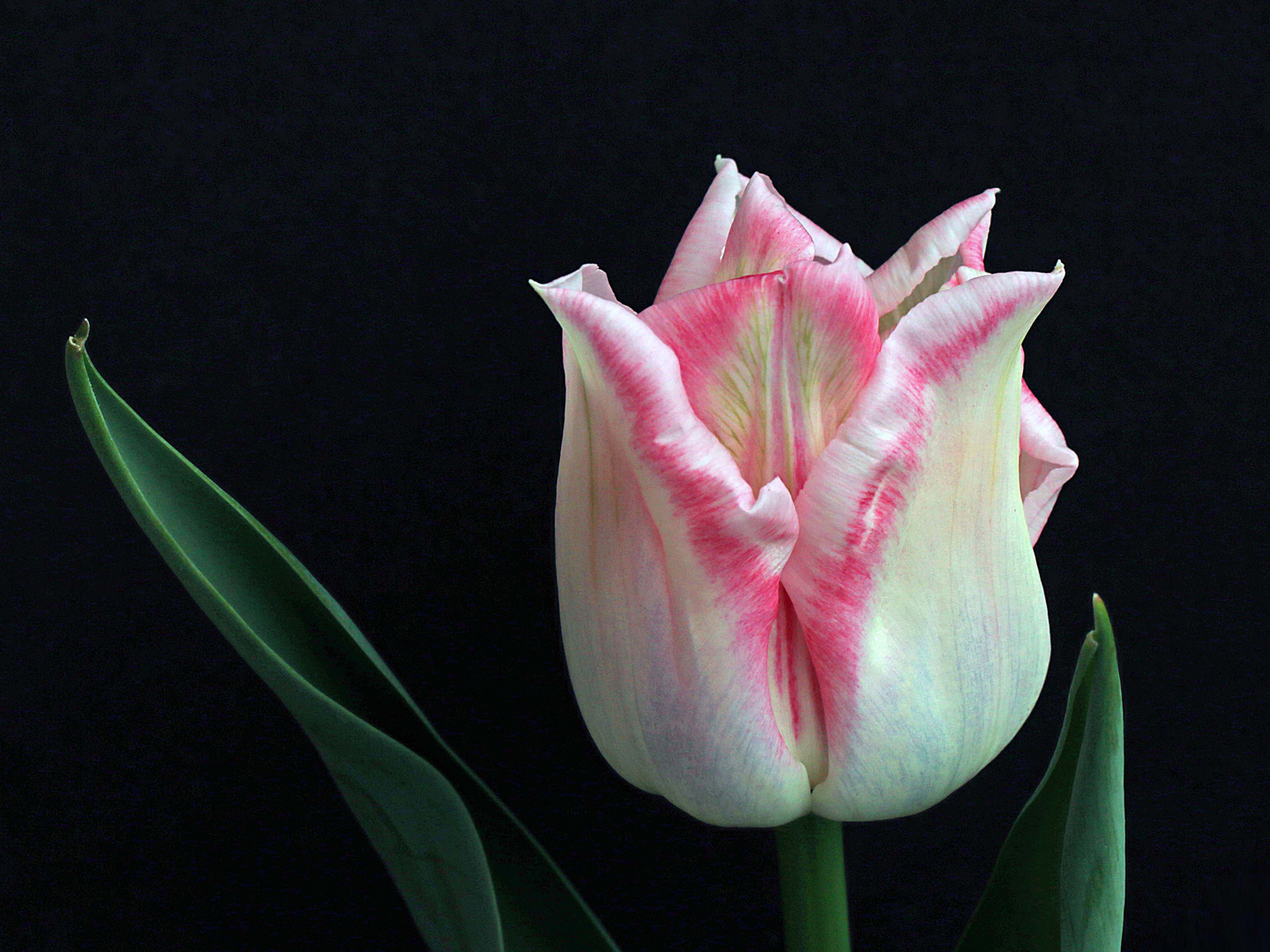 ein Tulpen-Portrait Foto & Bild | tulpen, natur, blumen Bilder auf fotocommunity