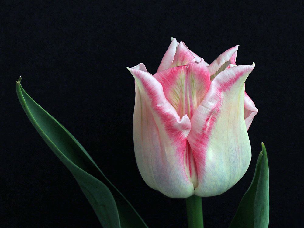 ein Tulpen-Portrait Foto & Bild | tulpen, natur, blumen Bilder auf fotocommunity