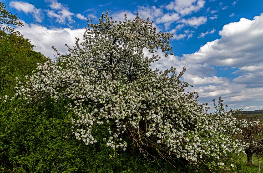 Ein uralter Apfelbaum Foto & Bild | pflanzen, pilze & flechten ...