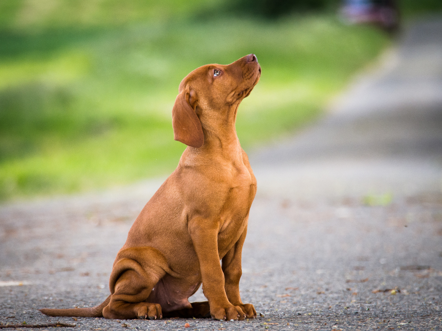 Ein Vischl Welpe Foto & Bild | hunde/portrait, hunde, hund Bilder auf ...