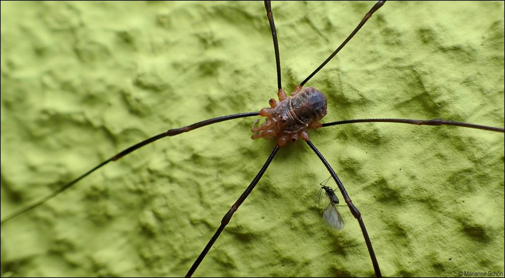Ein Weberknecht mit winziger Begleitung... Foto & Bild | natur, olympus ...