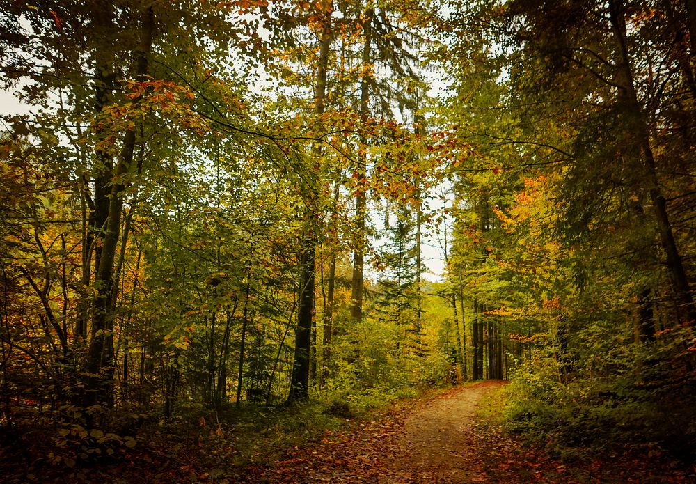 ein Weg im Herbstwald Foto & Bild | landschaft, jahreszeiten, herbst Bilder auf fotocommunity