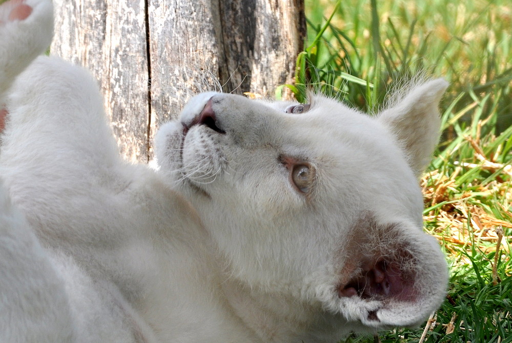 ein weißer Löwe Foto & Bild | tiere, zoo, wildpark & falknerei ...