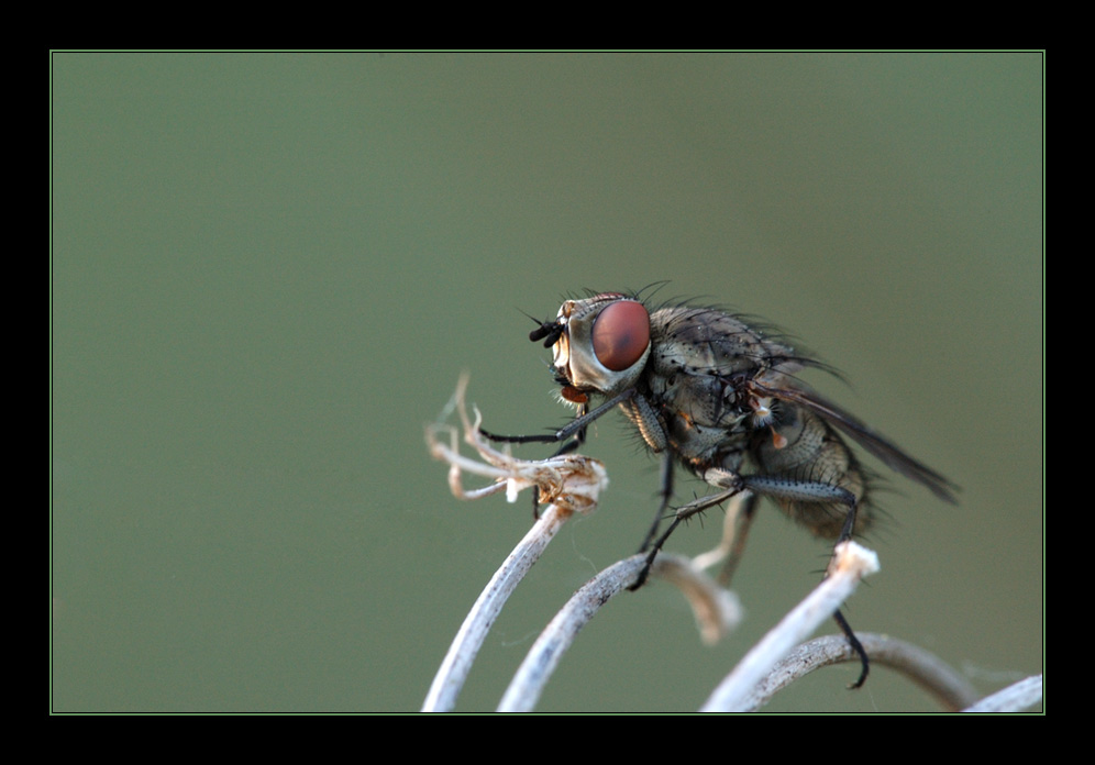 Ein weiteres... Foto & Bild | tiere, wildlife, insekten Bilder auf ...