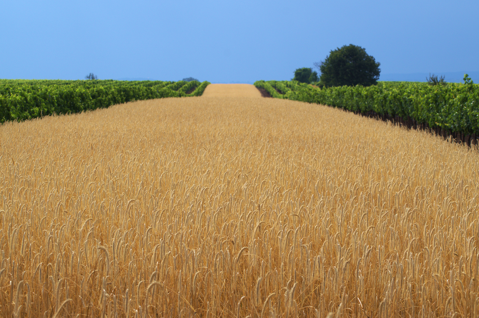 "Ein weites Feld" Foto & Bild | landschaft, Äcker, felder & wiesen ...