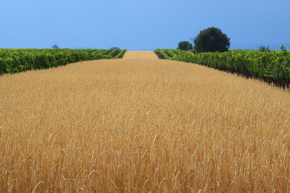 "Ein weites Feld" Foto & Bild | landschaft, Äcker, felder & wiesen ...
