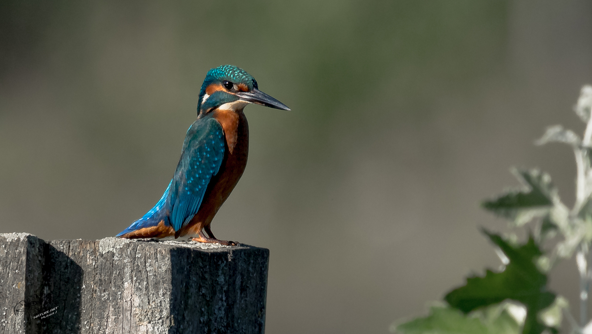 Ein wenig°°° Foto & Bild | animaux, animaux sauvages, oiseaux Bilder ...