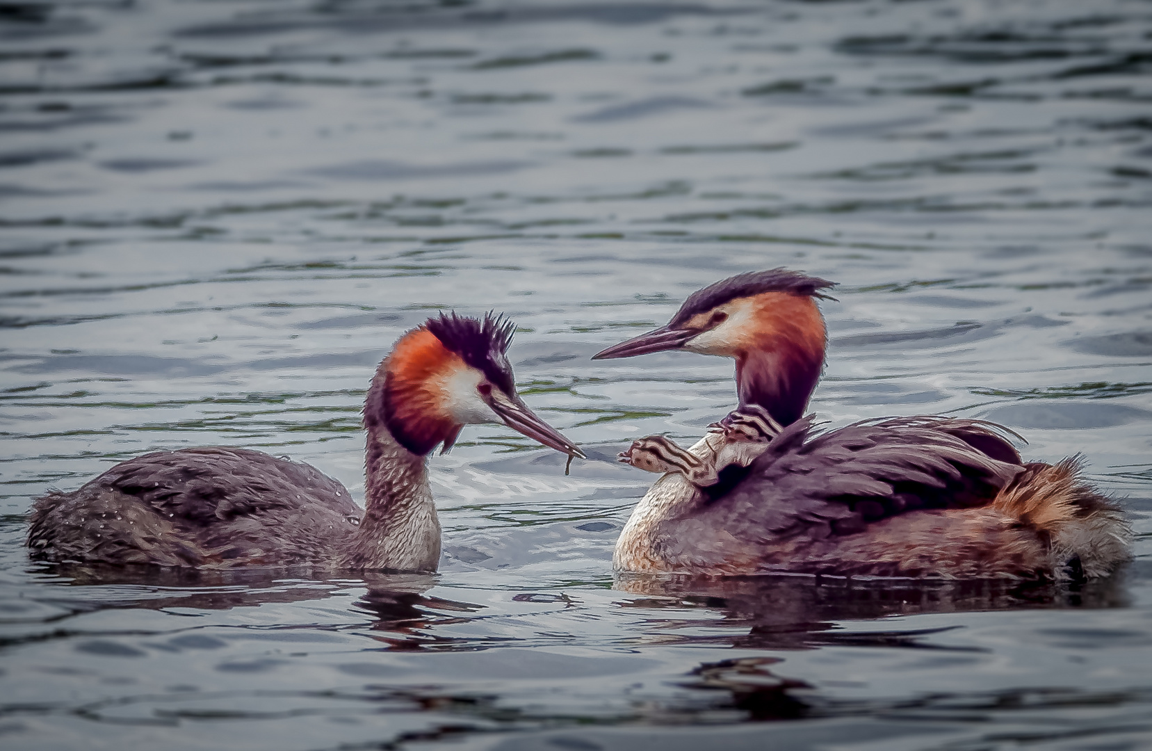 Ein wenig mehr dürfte es schon sein! Foto & Bild | berlin, see, vögel ...