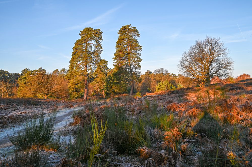 Ein wenig Morgensonne..... Foto & Bild | winter, natur, landschaft Bilder auf fotocommunity
