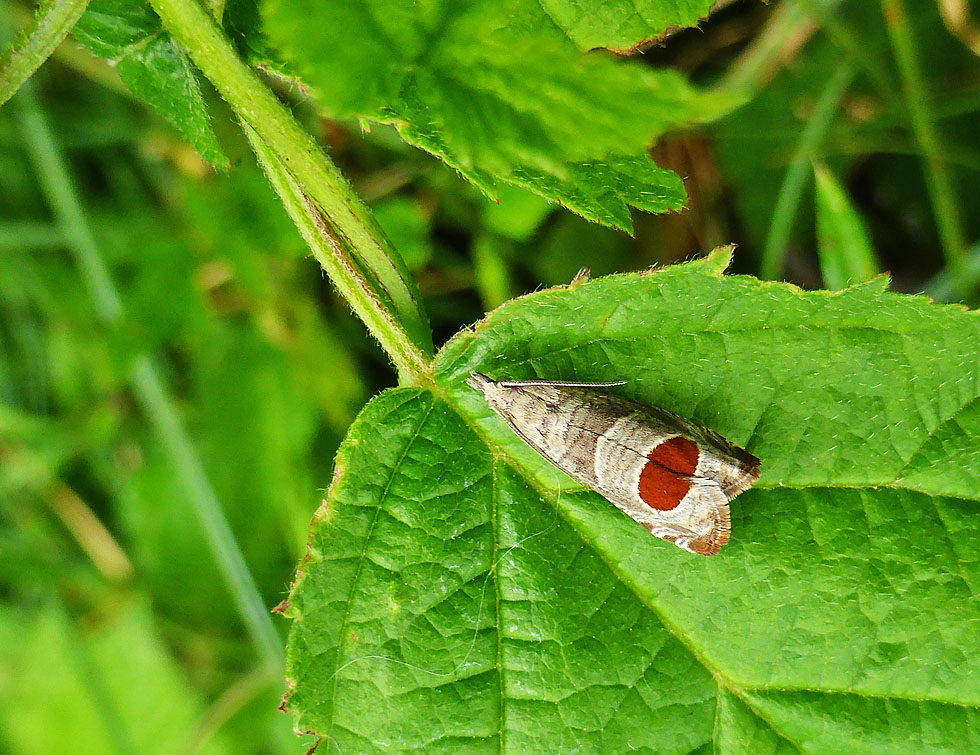 Ein Wickler Foto & Bild | natur, insekten, tiere Bilder auf fotocommunity