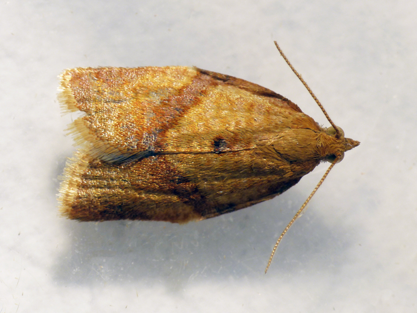 Ein Wickler, aber welcher ? Acleris sp. ??? Foto & Bild | tiere ...