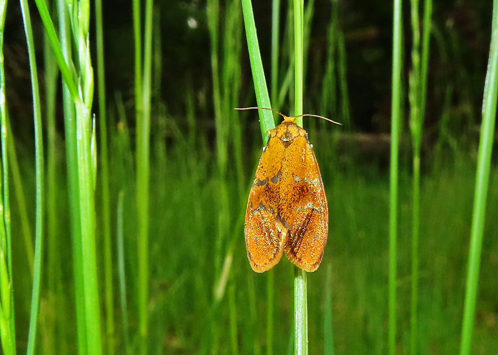 ein Wickler Foto & Bild | natur, nachtfalter, insekten Bilder auf ...