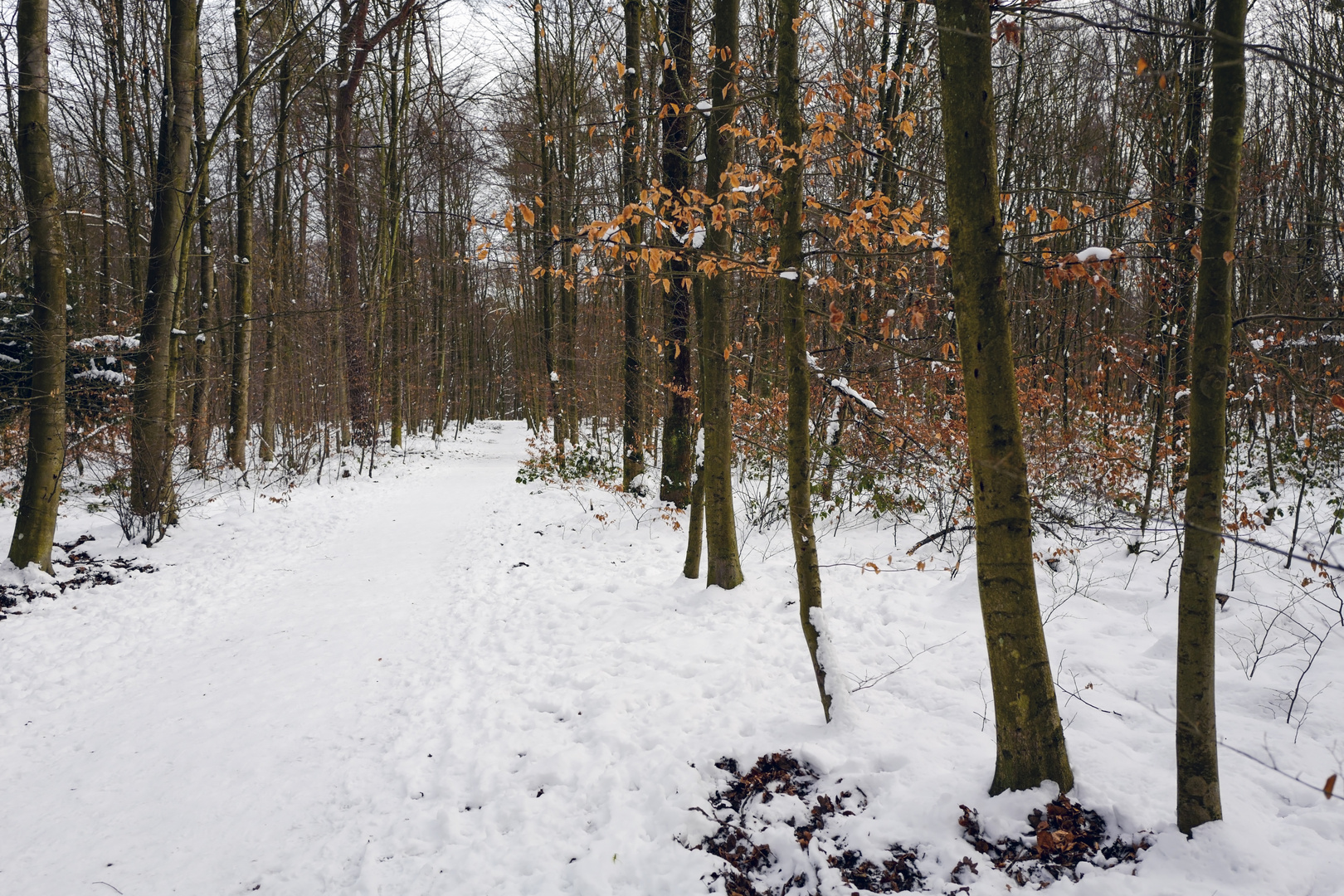 Ein Winter Spaziergang Foto & Bild | wald, winter, schnee Bilder auf fotocommunity