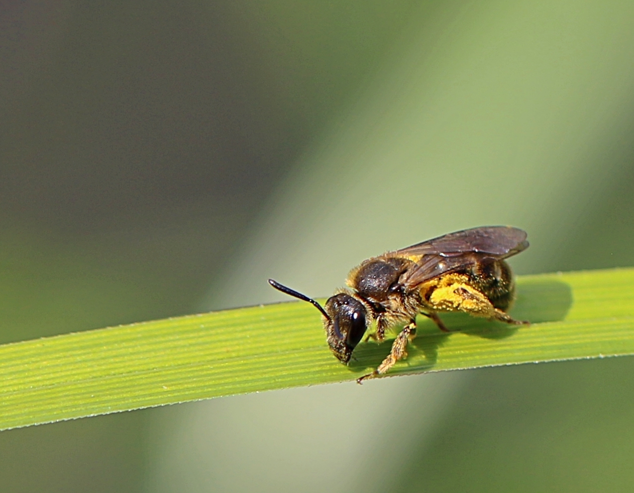 Ein Winzling ... Foto & Bild | natur, insekten, tiere Bilder auf ...