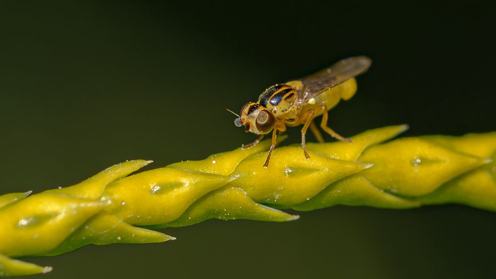 ein Winzling Foto & Bild | makro, natur, macro Bilder auf fotocommunity