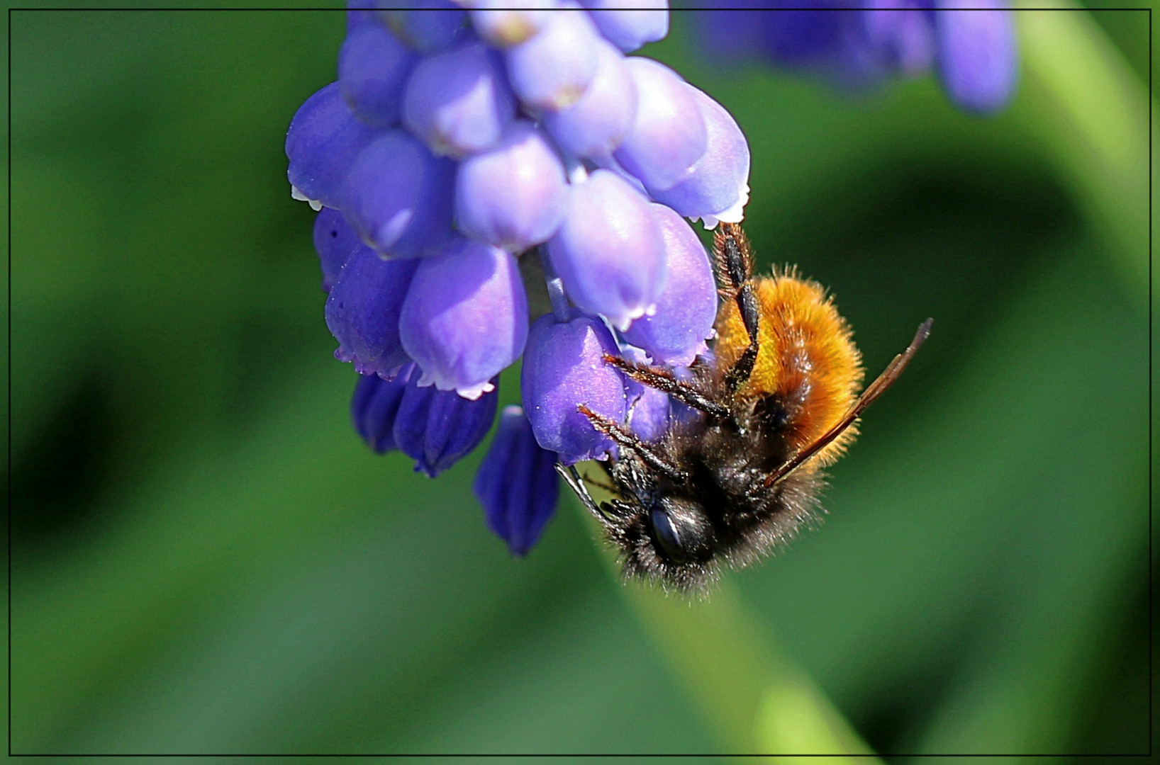 Ein Winzling ... Foto & Bild | frühling, natur, insekten Bilder auf ...