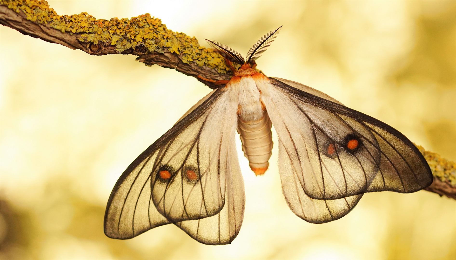 Ein Wunder der Natur.... Foto & Bild | tiere, zoo, wildpark & falknerei ...