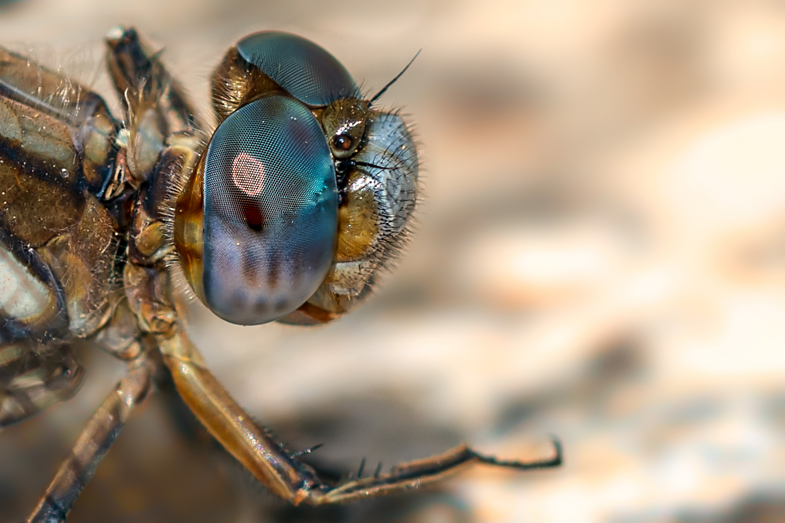 ein Wunder der Natur: ... Foto & Bild | spain, world, makro Bilder auf ...