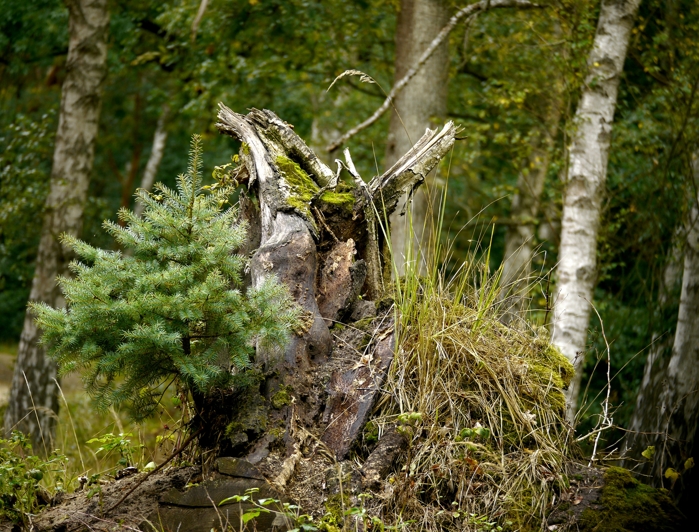 Ein Wunder der Natur Foto & Bild | naturimpressionen..., spezial, natur ...