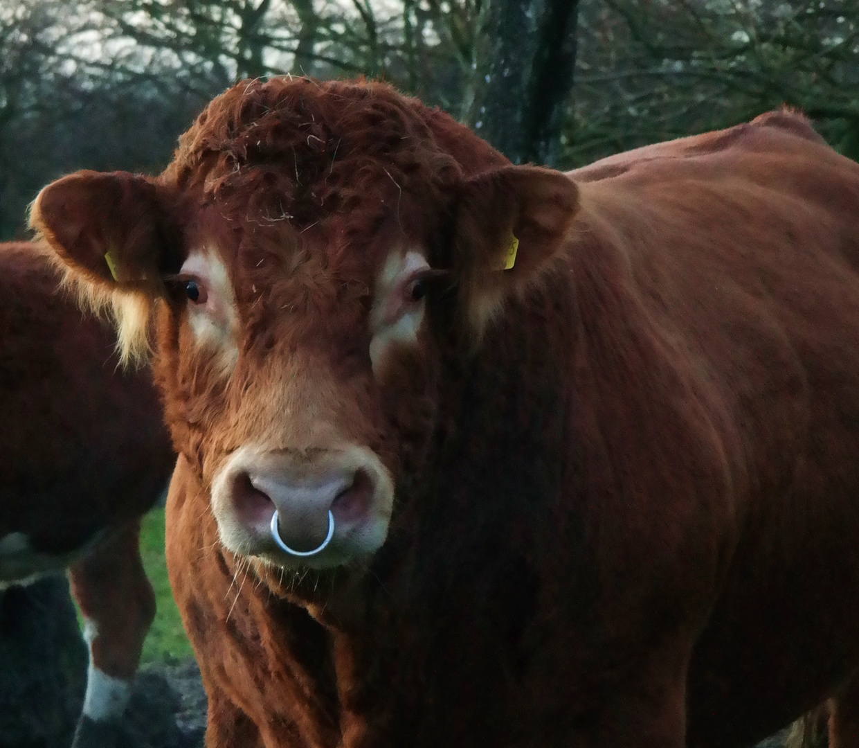 ...ein wunderschöner Bulle Foto & Bild | tiere, haustiere, nutztiere ...