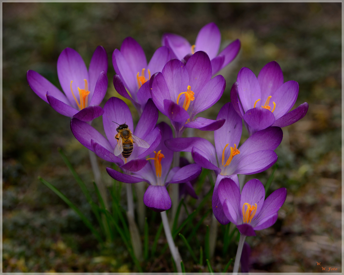 Ein zarter Hauch Foto & Bild | frühling, natur, blumen Bilder auf ...