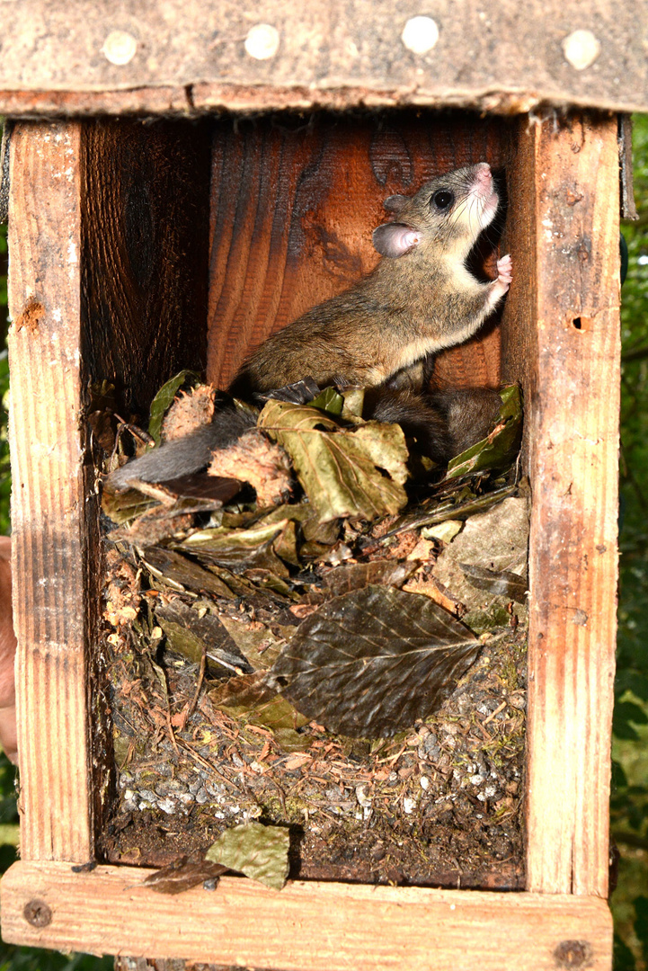 Ein zweiter einheimischer Bilch: Der Siebenschläfer Foto & Bild | natur ...