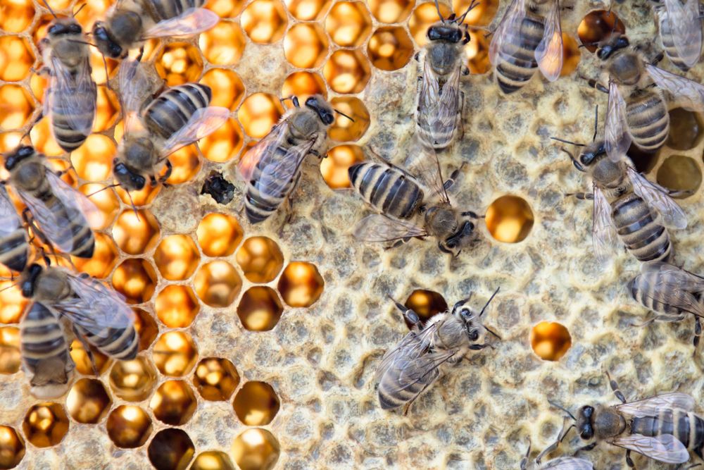 Einblick Foto & Bild | nature, sommer, makro Bilder auf fotocommunity