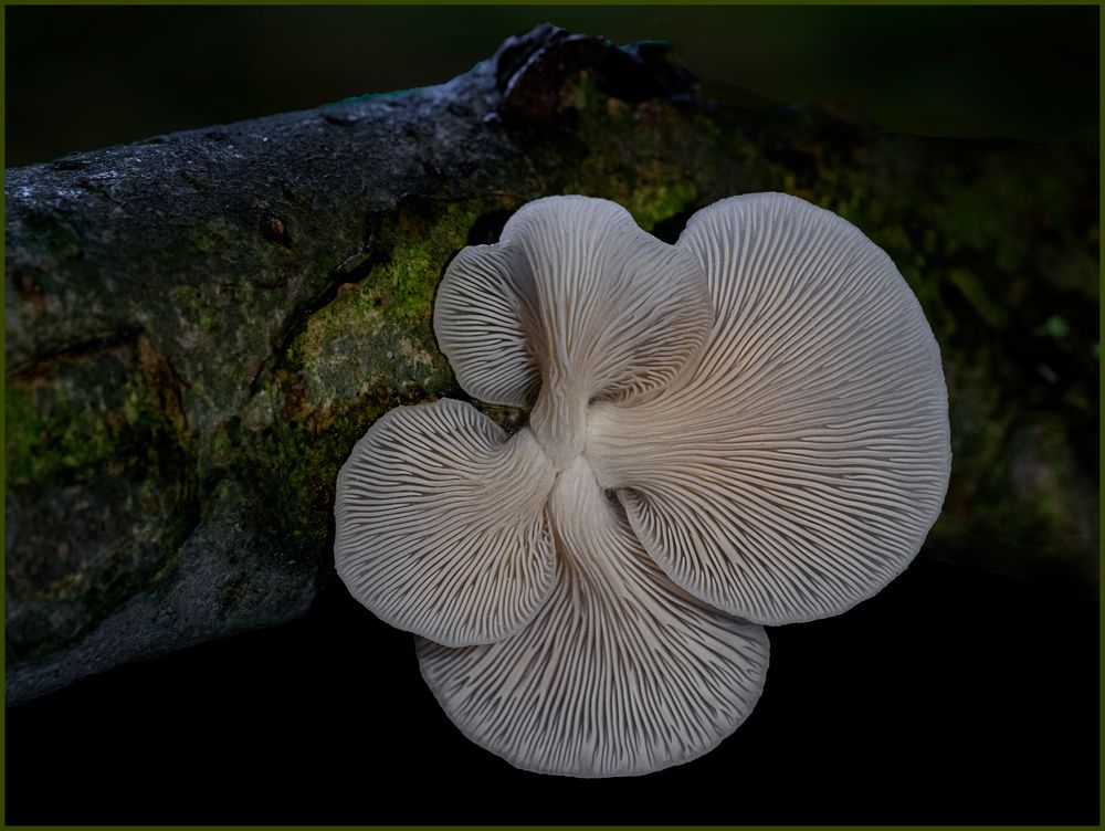 Einblick... Foto & Bild | wald, outdoor, makro Bilder auf fotocommunity