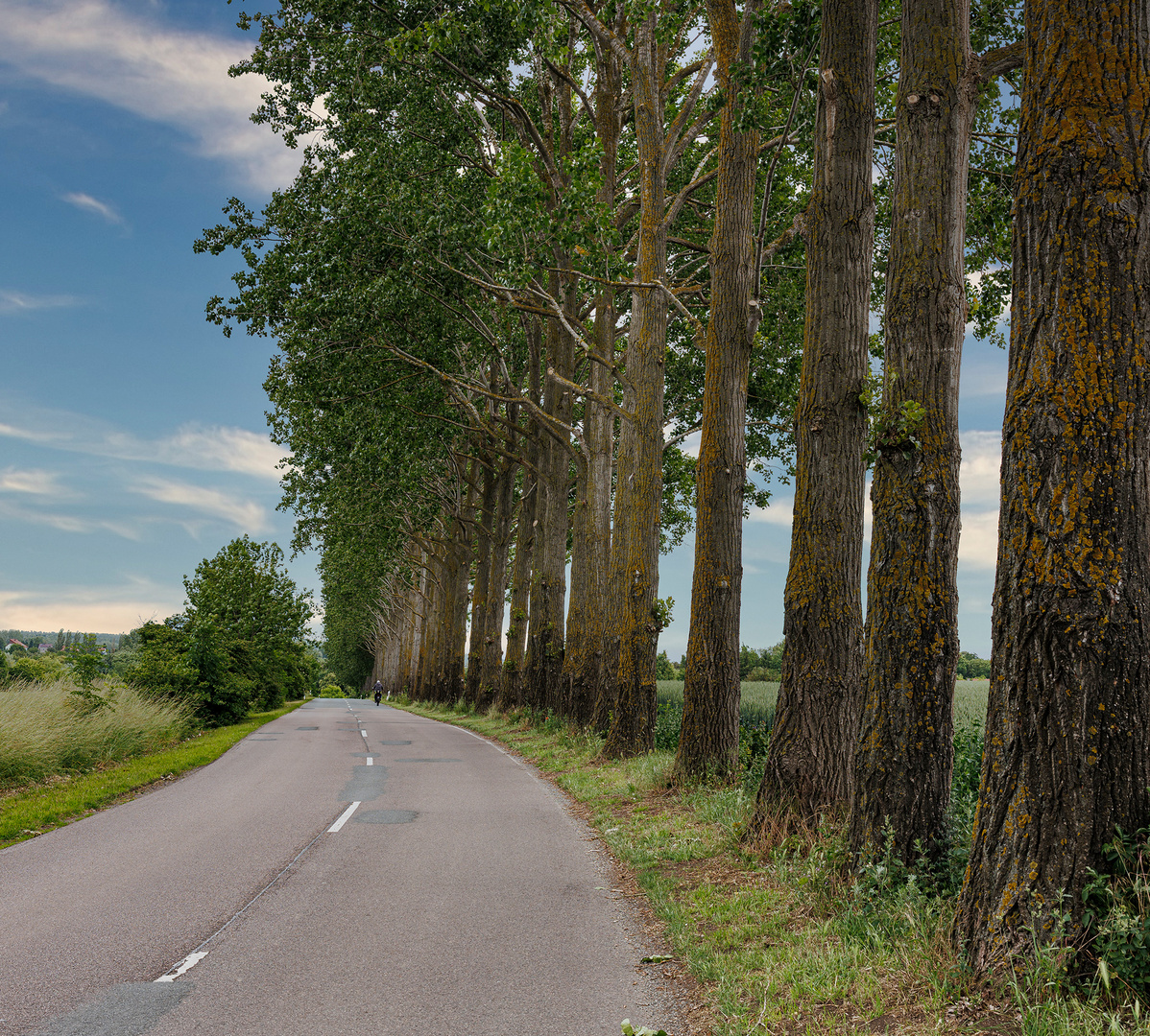 Eine Allee Foto & Bild | reportage dokumentation, deutschland, europe ...