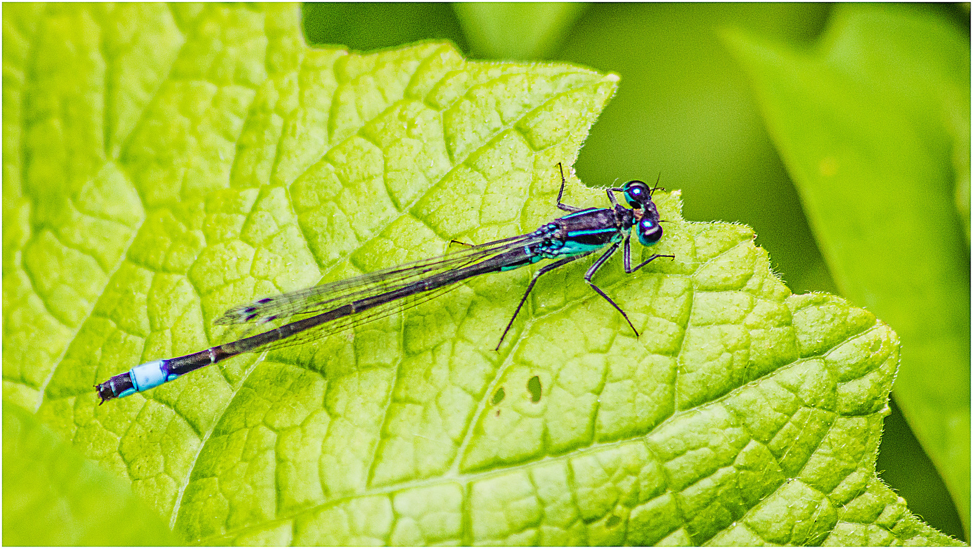 Eine andere Libelle ... Foto & Bild | tiere, wildlife, libellen Bilder ...