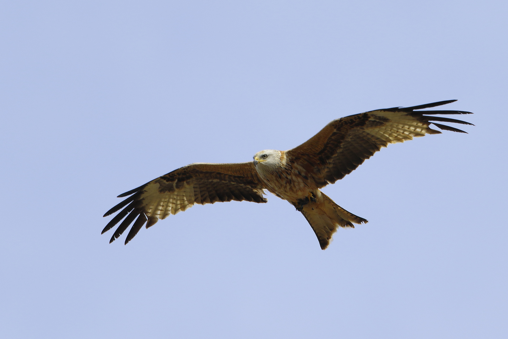 Eine andere Weihe Foto & Bild | natur, tiere, wildlife Bilder auf ...