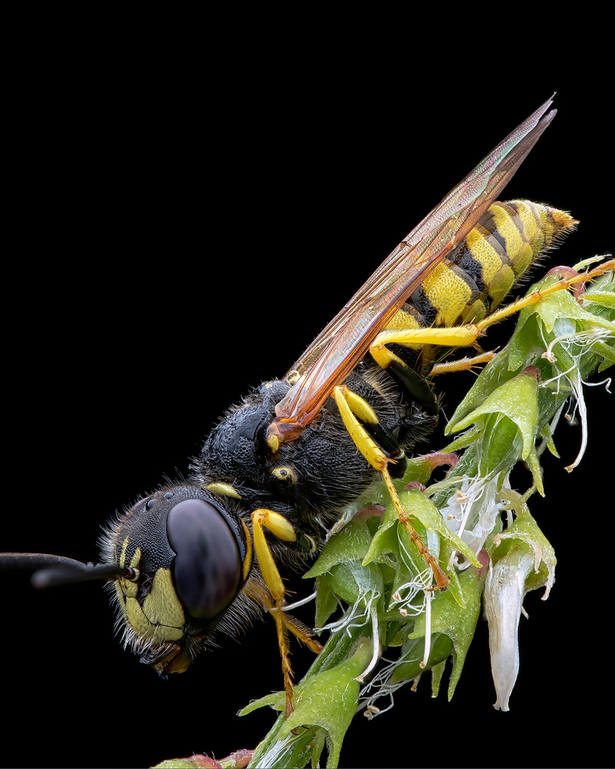 Eine Art Biene Foto & Bild | tiere, wildlife, insekten Bilder auf ...