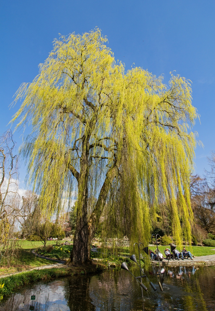 Eine "Augen-weide " ................ Foto & Bild | bäume, frühling ...