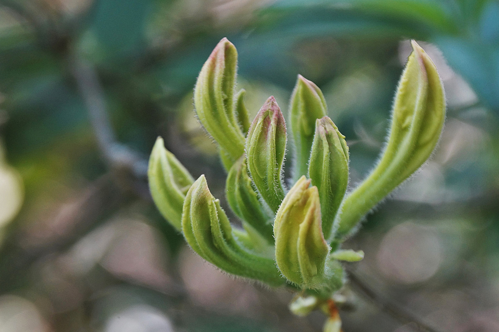 eine Azaleenknospe... Foto & Bild | pflanzen, pilze & flechten, blüten ...