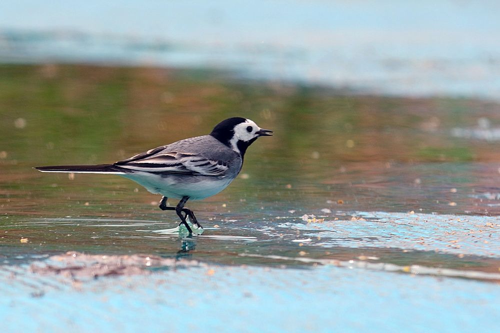 Eine Bachstelze (Motacilla alba) beim abendlichen Bad Foto & Bild ...