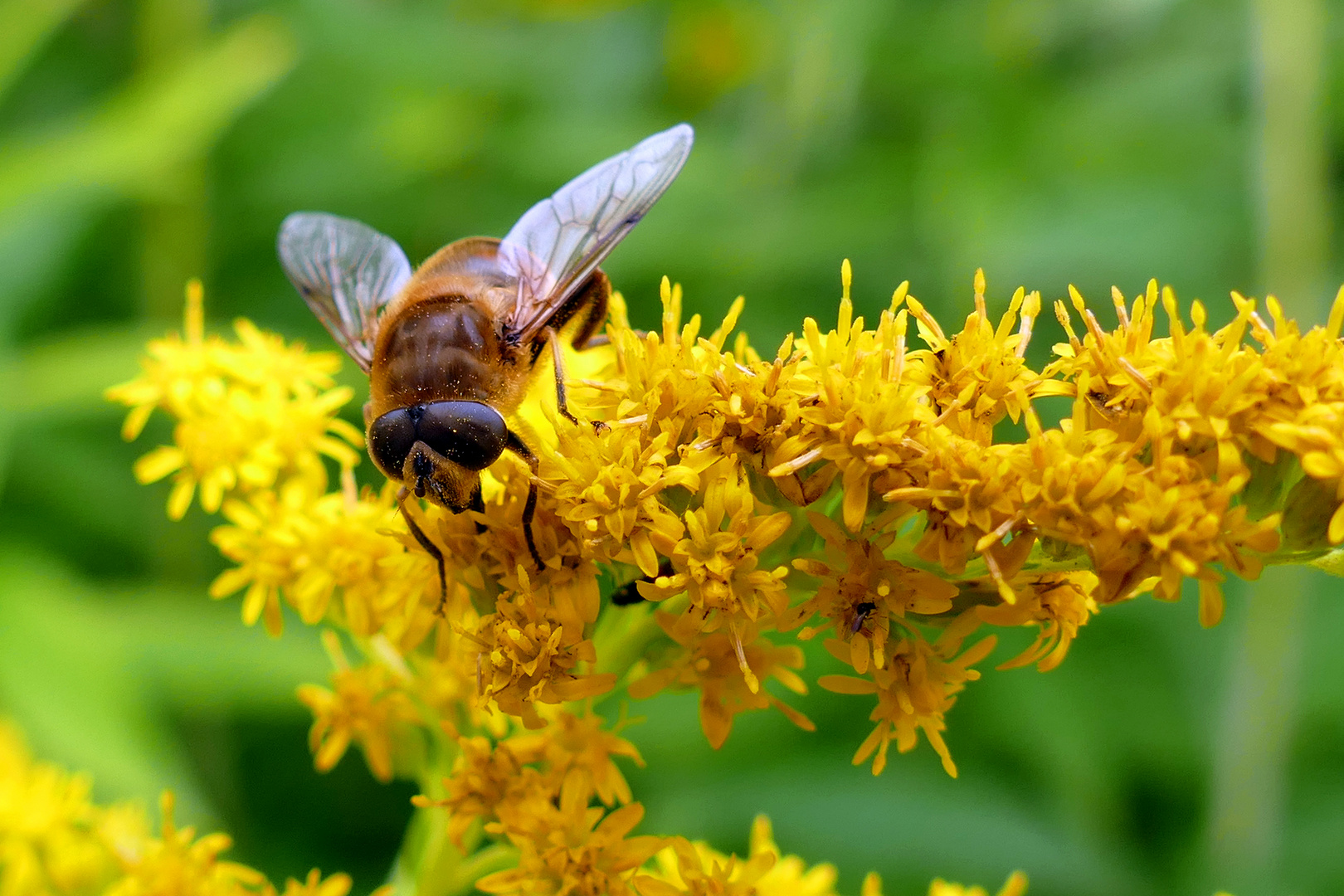 Eine beliebte Nektar-Quelle Foto & Bild | pflanzen, pilze & flechten ...