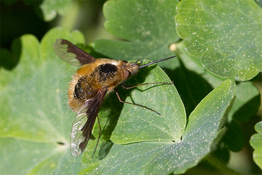 Eine besonders hübsche Fliege Foto & Bild | tiere, wildlife, insekten ...