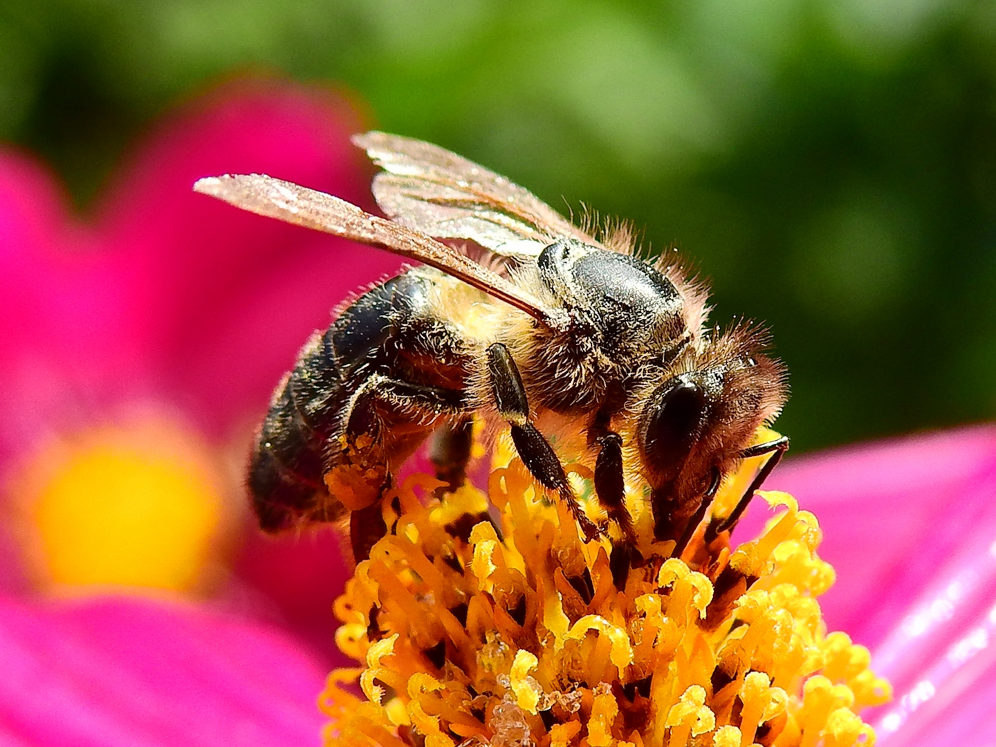 Eine Biene Foto & Bild | fotos, makro, natur Bilder auf fotocommunity