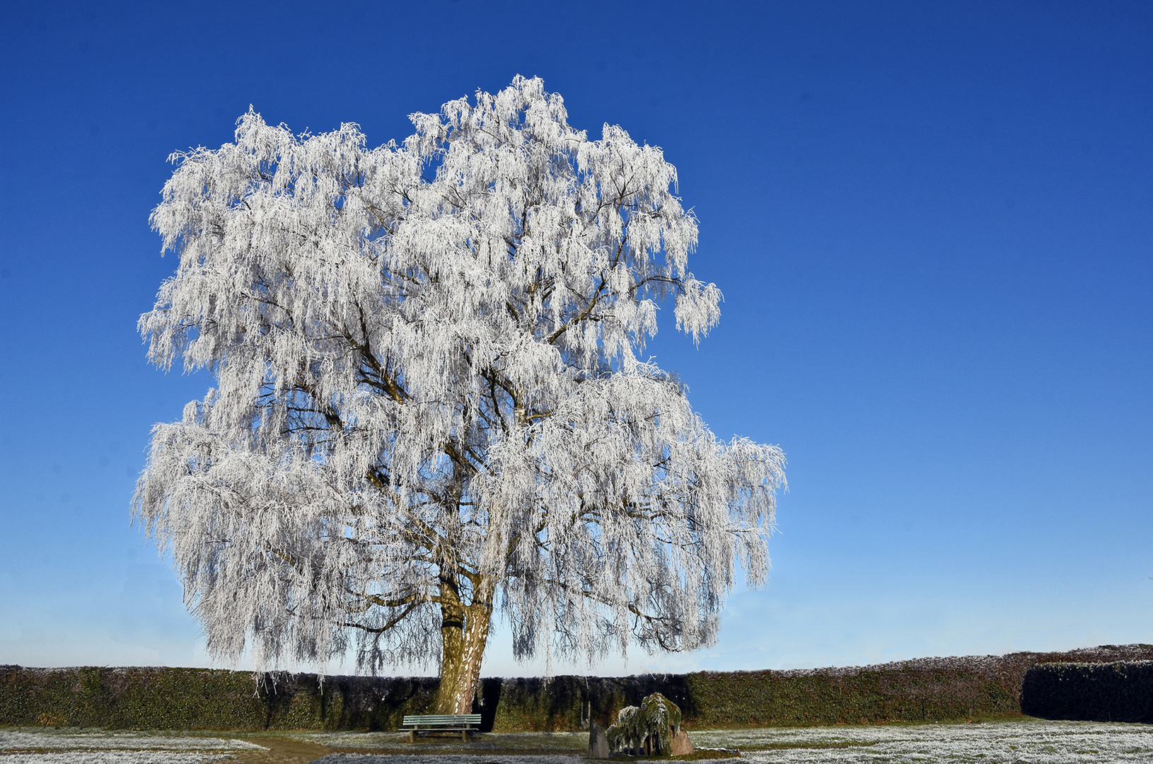 Eine Birke mit Rauhreif.... Foto & Bild | jahreszeiten, winter ...